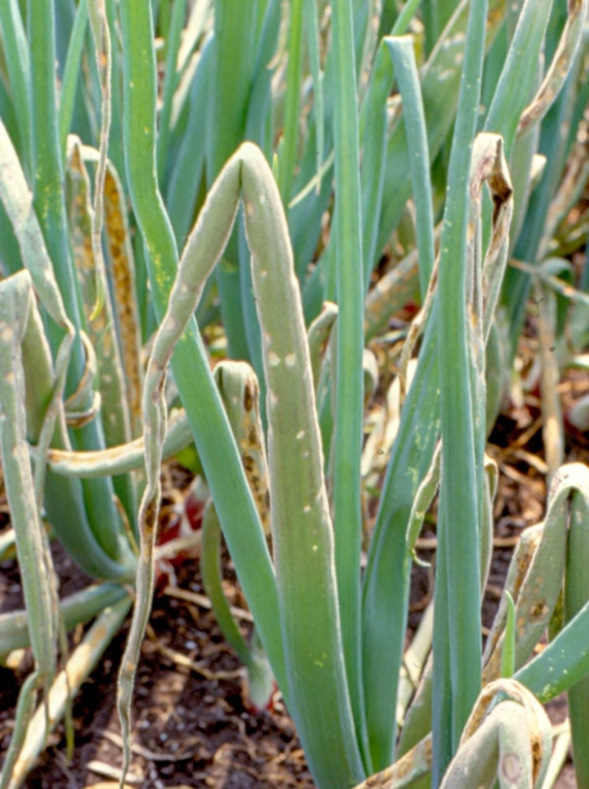 Downy mildew on onion leaves: symptoms, causes, control - Plant World ...