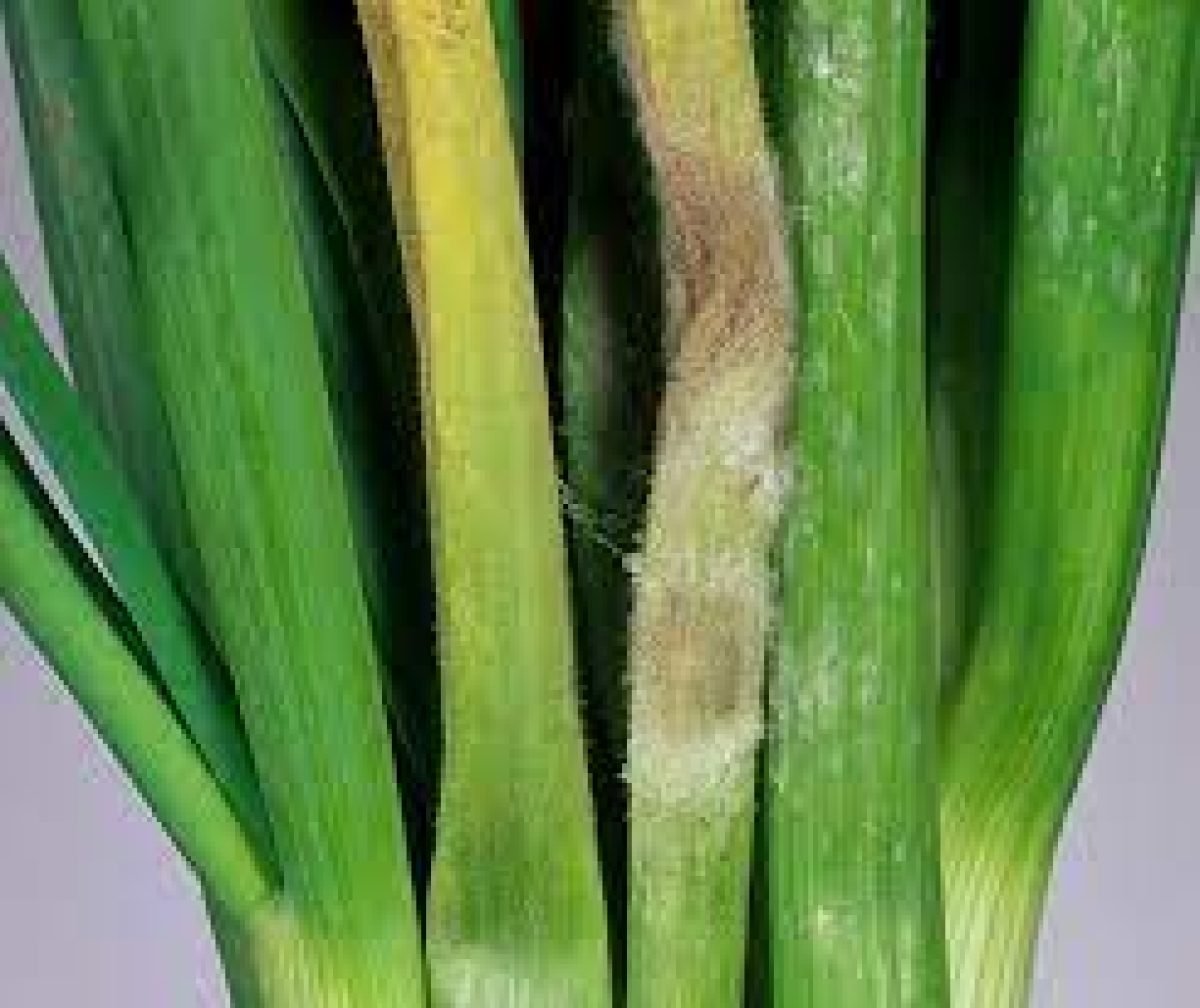 Downy mildew on onion leaves: symptoms, causes, control - Plant World ...
