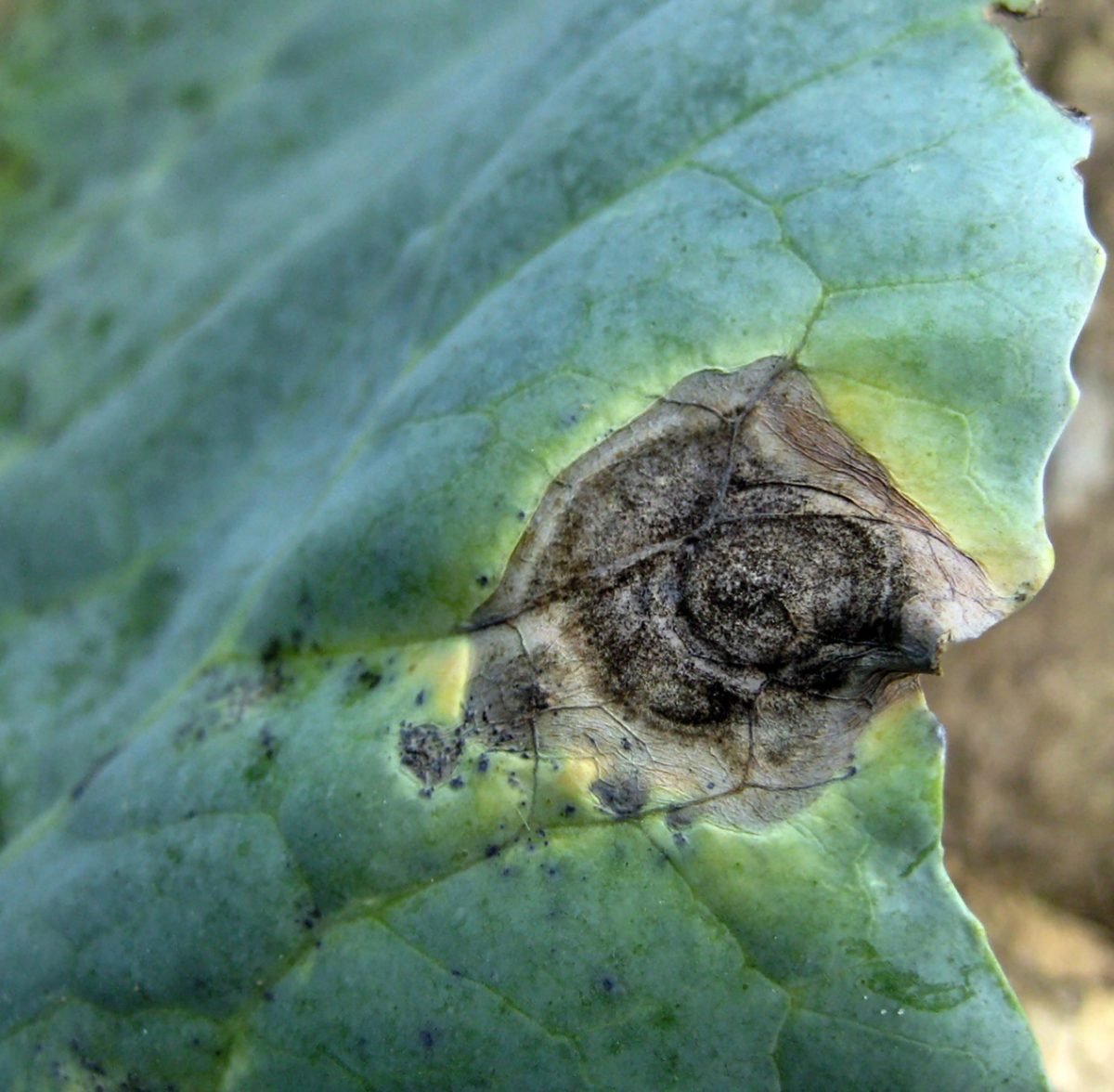 Alternaria black spot in cabbage: symptoms, causes, control - Plant ...