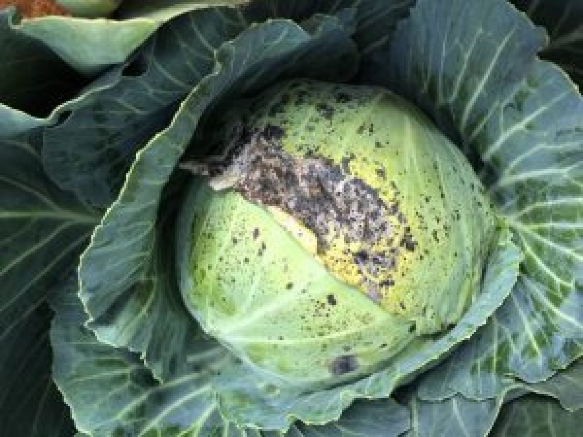 Alternaria black spot in cabbage: symptoms, causes, control - Plant ...