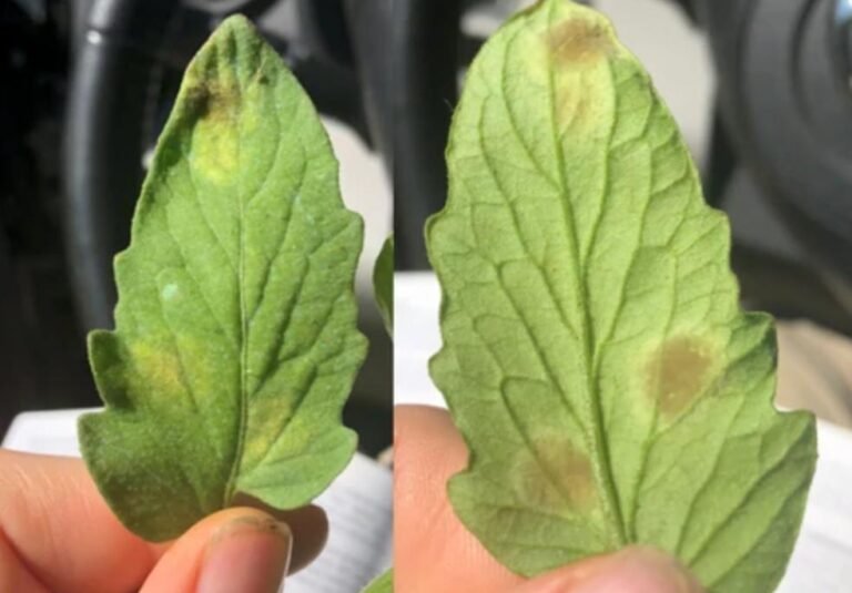 Tomato leaf rot disease: symptoms, causes, control - The world of ...