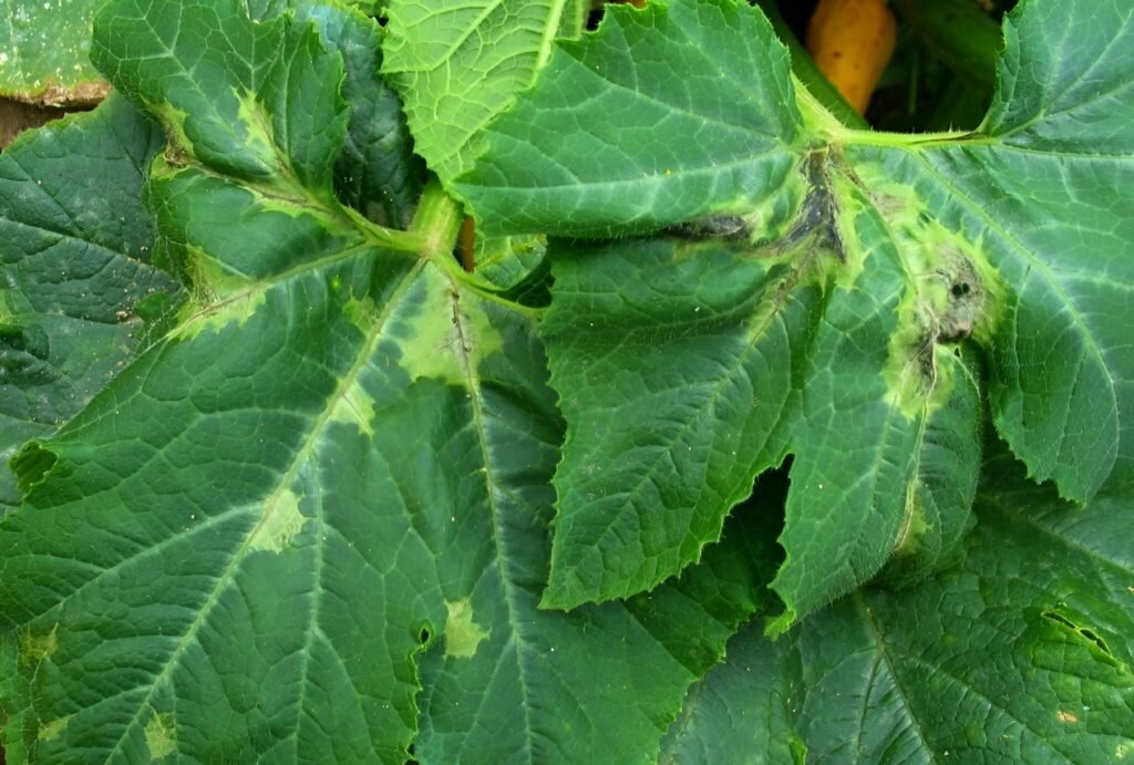 Late blight in zucchini: symptoms, causes, control - Plant World ...