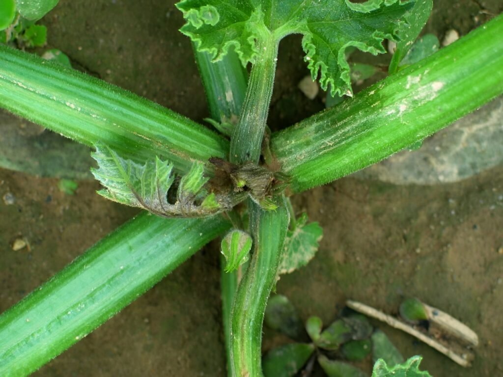 Late blight in zucchini: symptoms, causes, control - Plant World ...