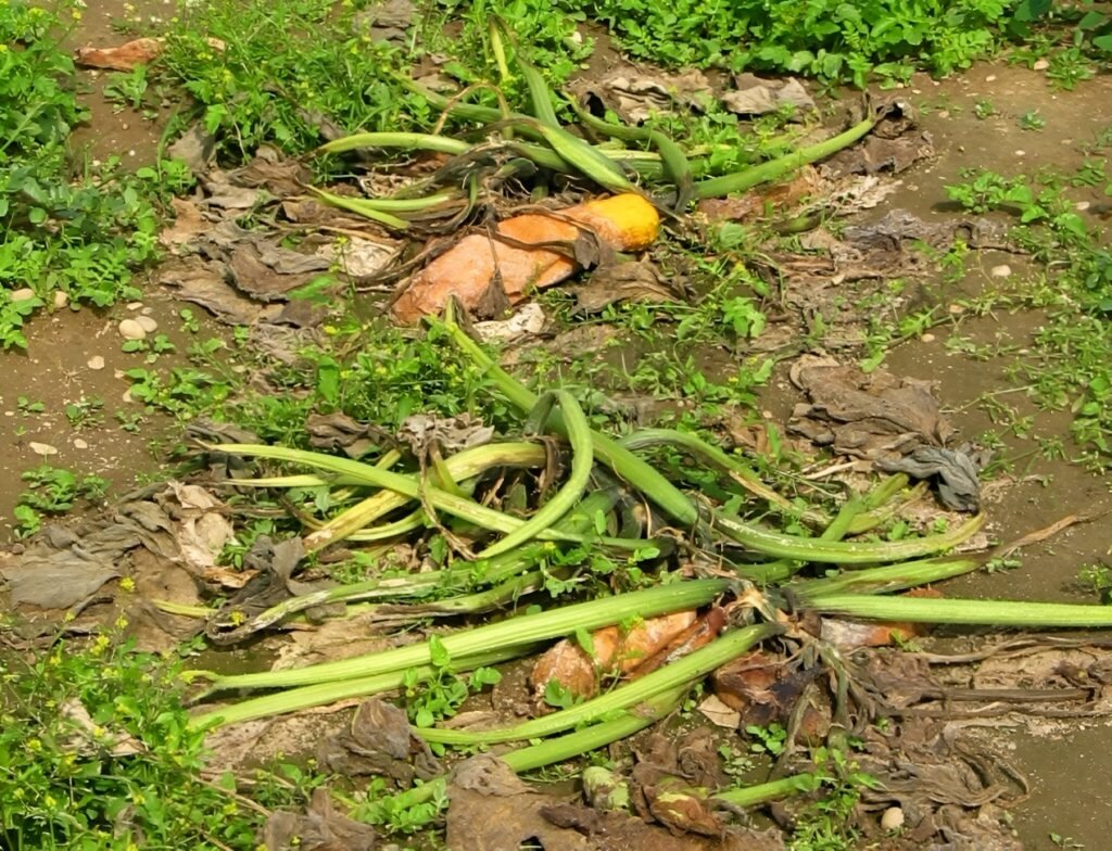 Late blight in zucchini: symptoms, causes, control - Plant World ...