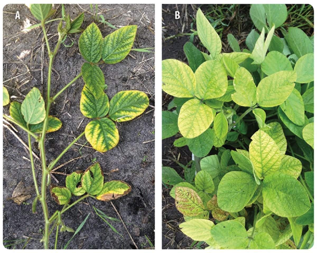 Nitrogen deficiency in legumes: symptoms, causes, control - Plant World ...