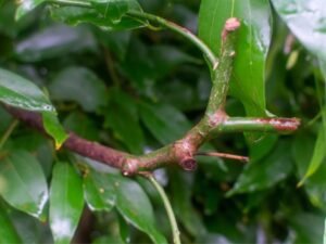 Cinnamon: what it is, how to grow it, care for it - The world of plants ...