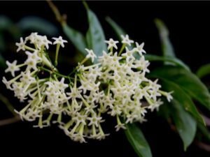 Nightshade flower: definition, types, cultivation, and care for it ...