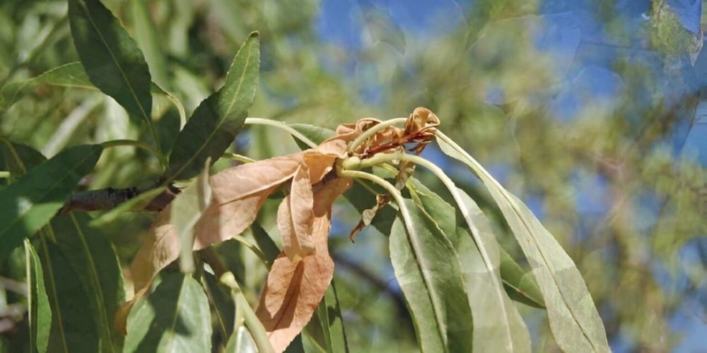 Peach twig borer: symptoms, causes, control - The world of plants ...