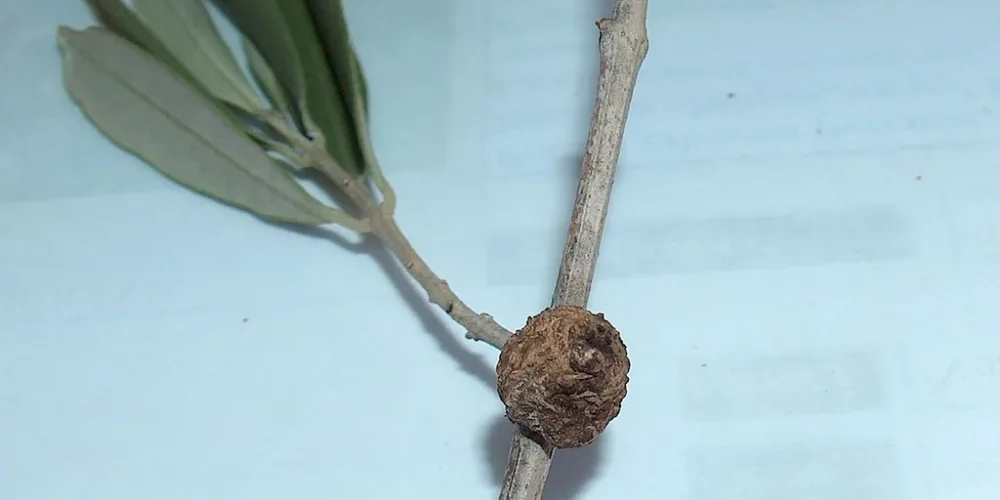 Olive knot disease (olive tuberculosis): symptoms, causes, control ...